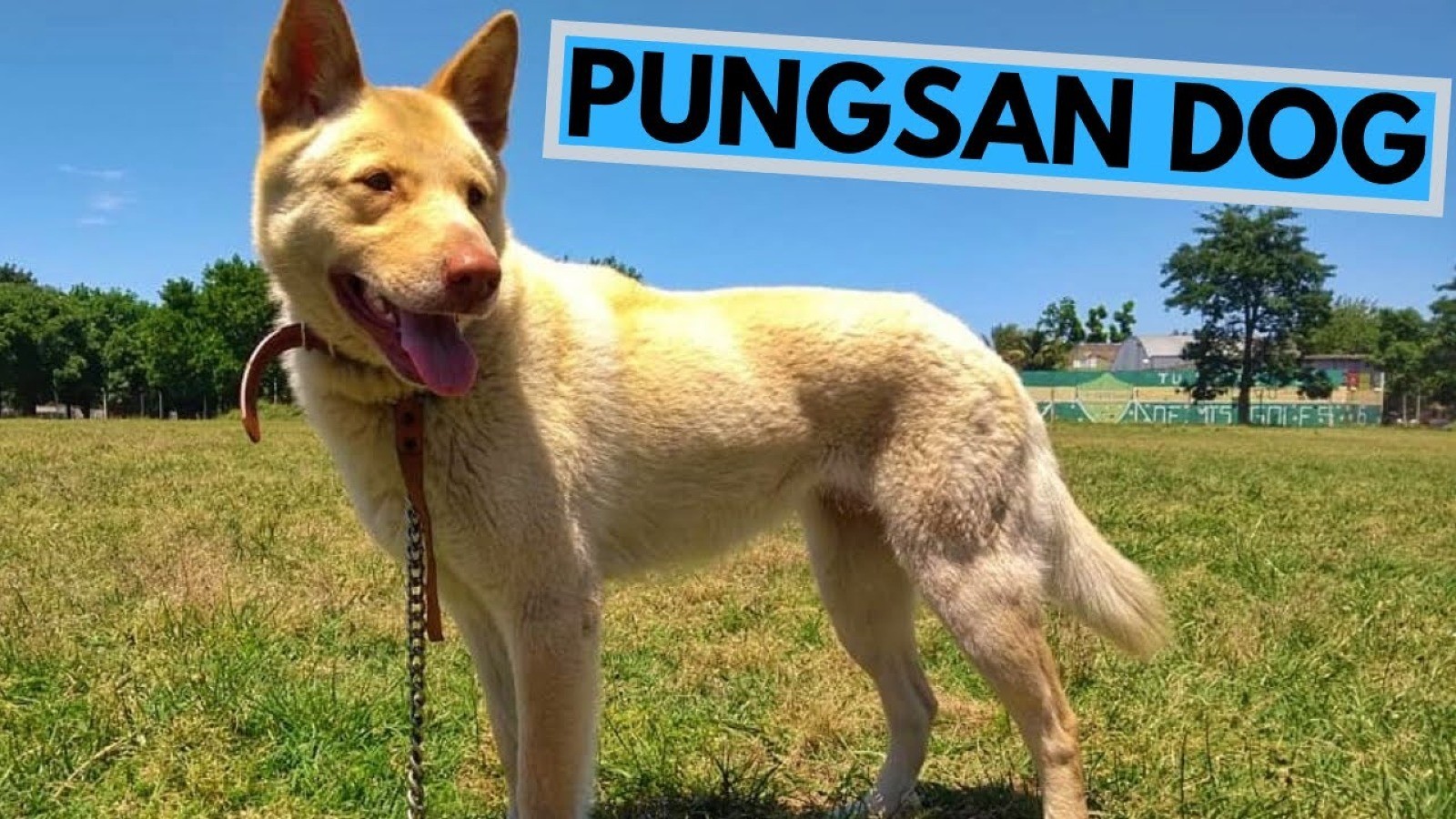 American Pungsan Dog