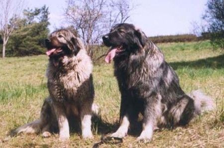 Boz Shepherd