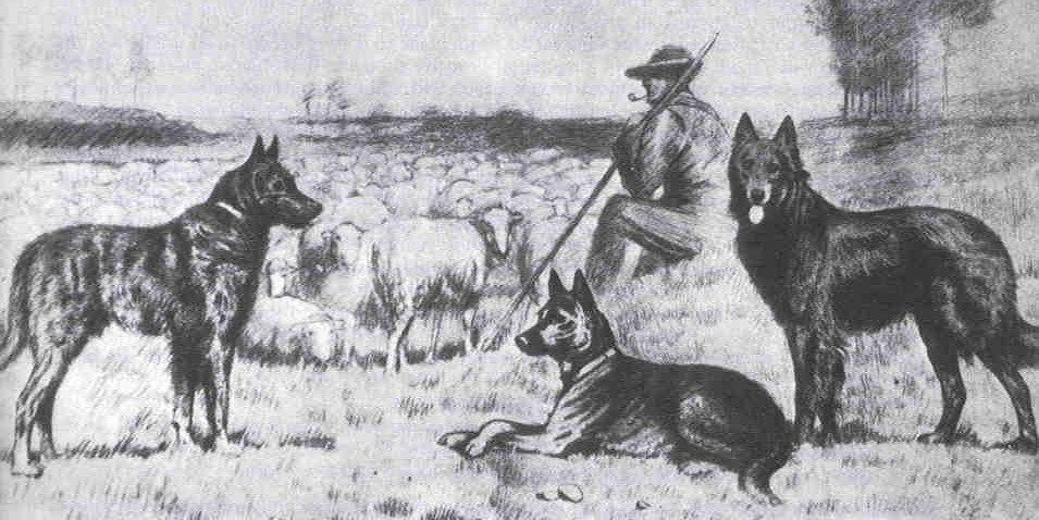 Molossers and working dogs of the world